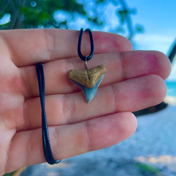 Shark Tooth Necklace - Etsy
