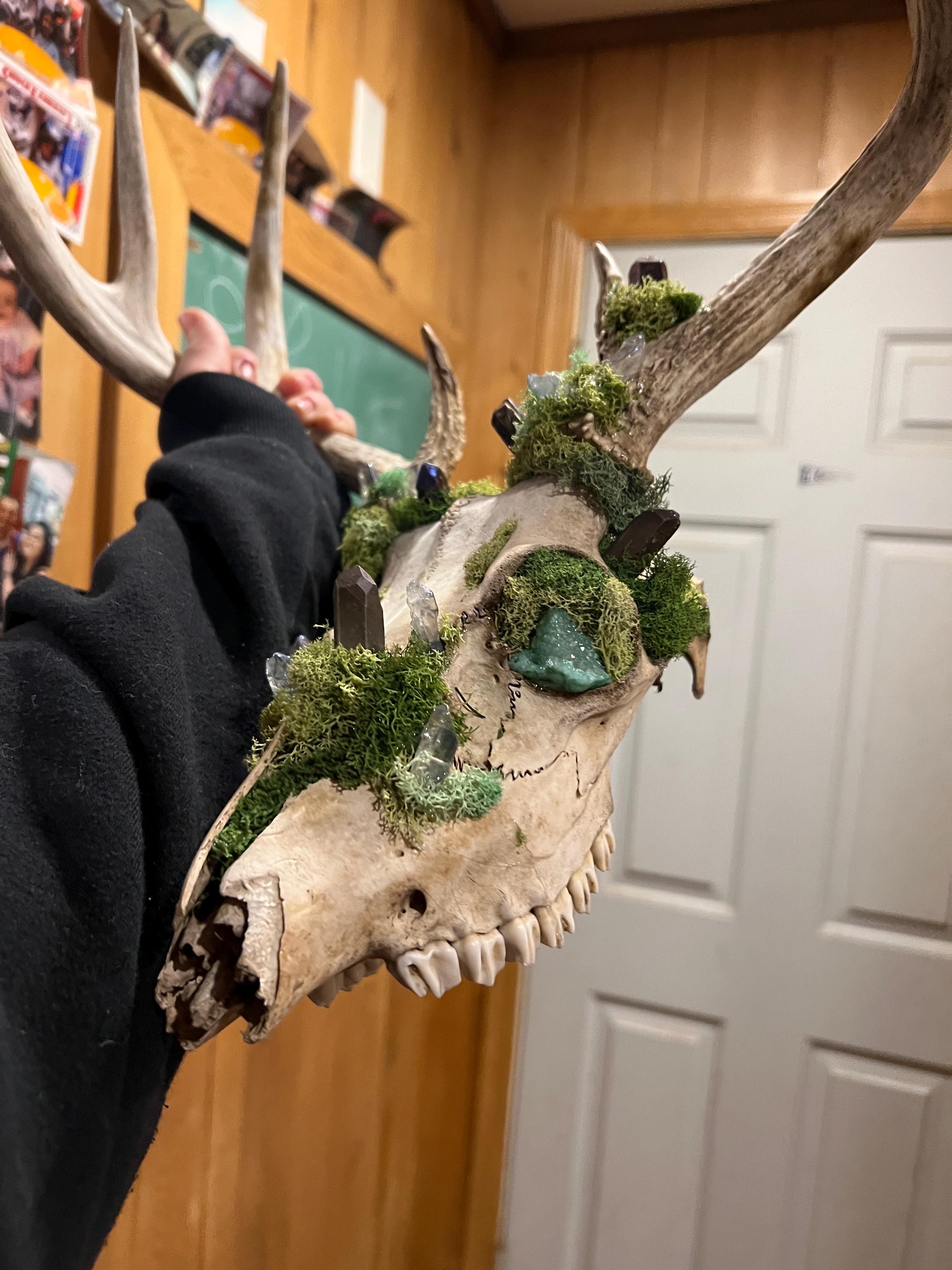 Whitetail Buck European Mount Adorned With Quartz Crystals, Druzy Agate ...