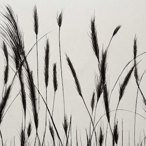 Printable Wall Art Drawing of Pampas Grass in Charcoal | Gallery Wall ...