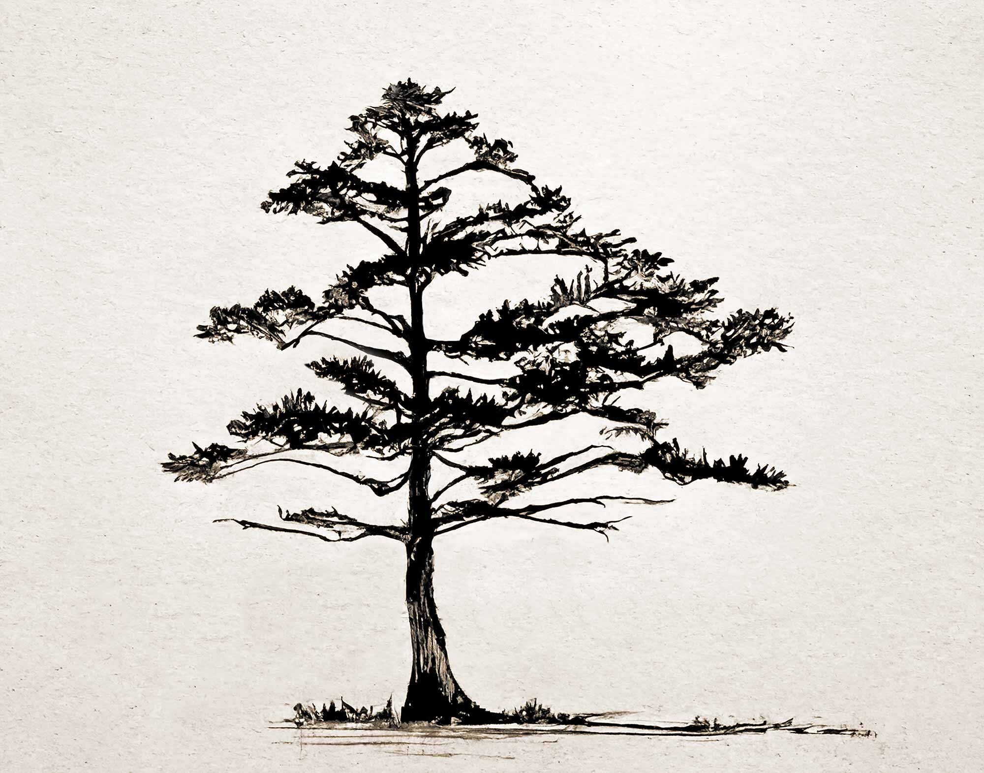 Printable Tree Drawing Wall Art | Charcoal Drawing of a Loblolly Pine ...