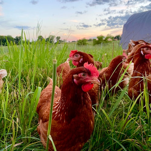 DanksFamilyFarmStand - Etsy