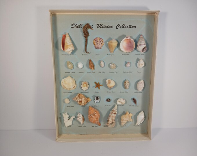 Vintage 1970s Sea Shell Specimen Box - Mounted Marine Shells Collection ...