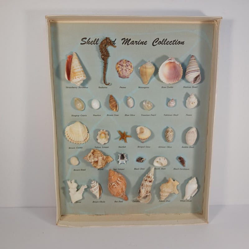 Sea Shell Display - Etsy