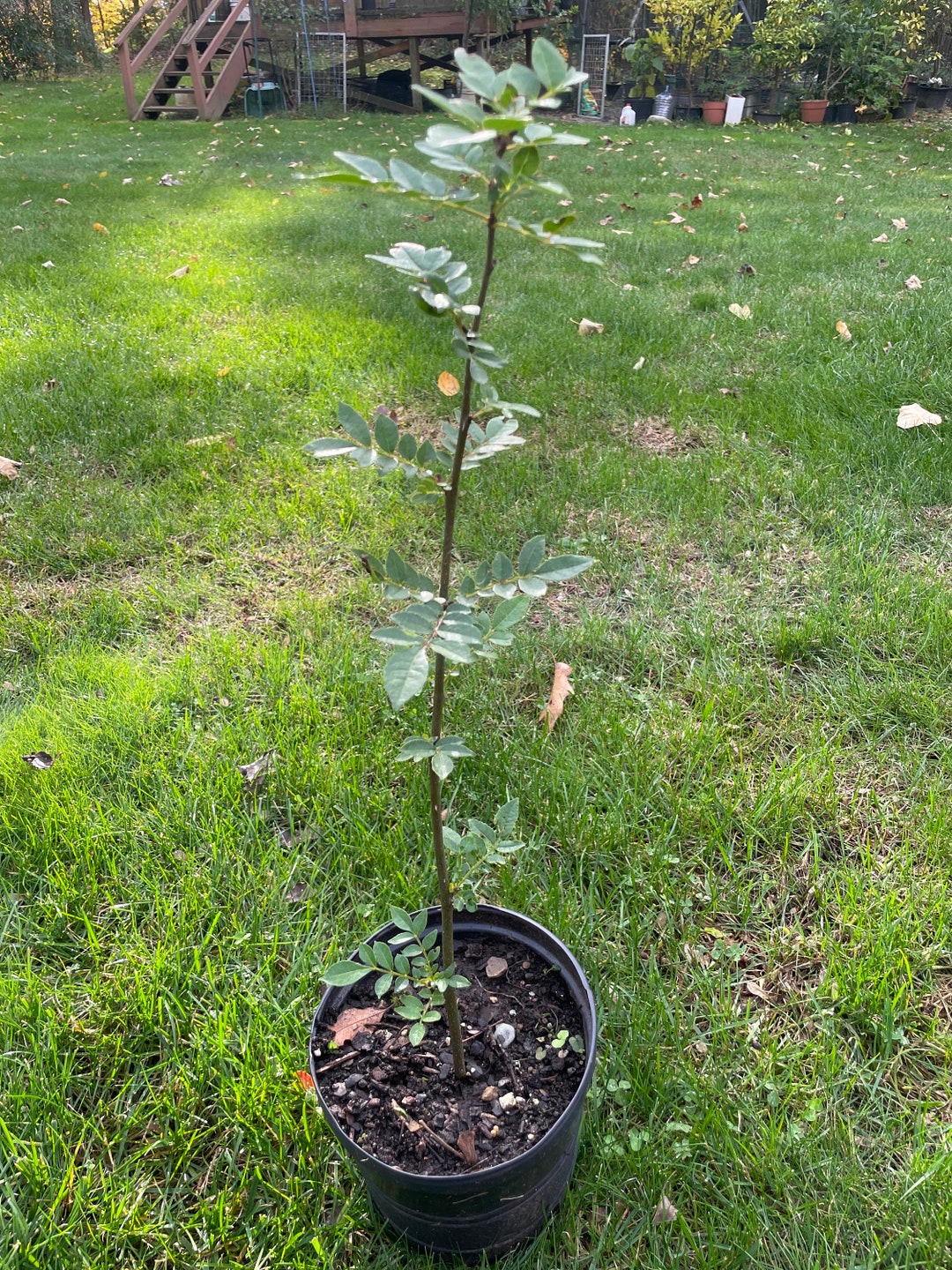 Sichuan Pepper Tree, 花椒树 - Etsy