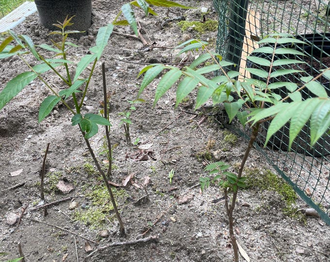 Chinese Toona Sinensis，裸根香椿树 - Etsy