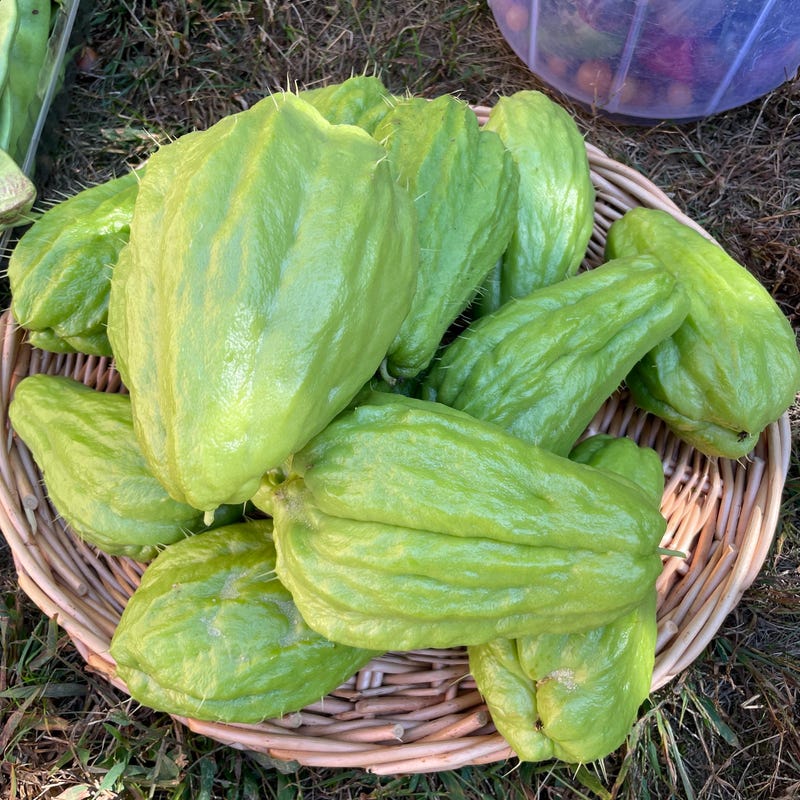 Chayote Plant - Etsy