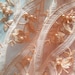 5yds - Vintage French Embroidered Mesh Lace for Bridal, Wedding ...