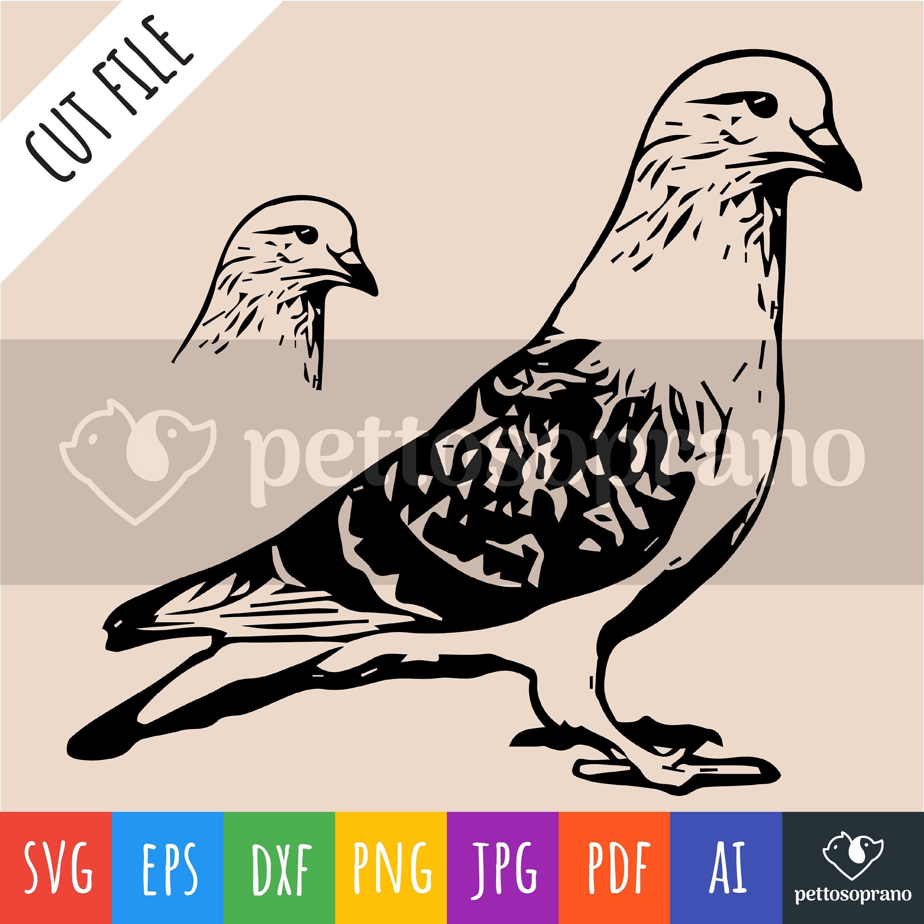 Indian Gola Pigeon Instant Digital Downloadable File for Silhouette ...