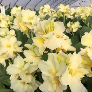 5-rhizomes Canna Lily Alaska - Etsy