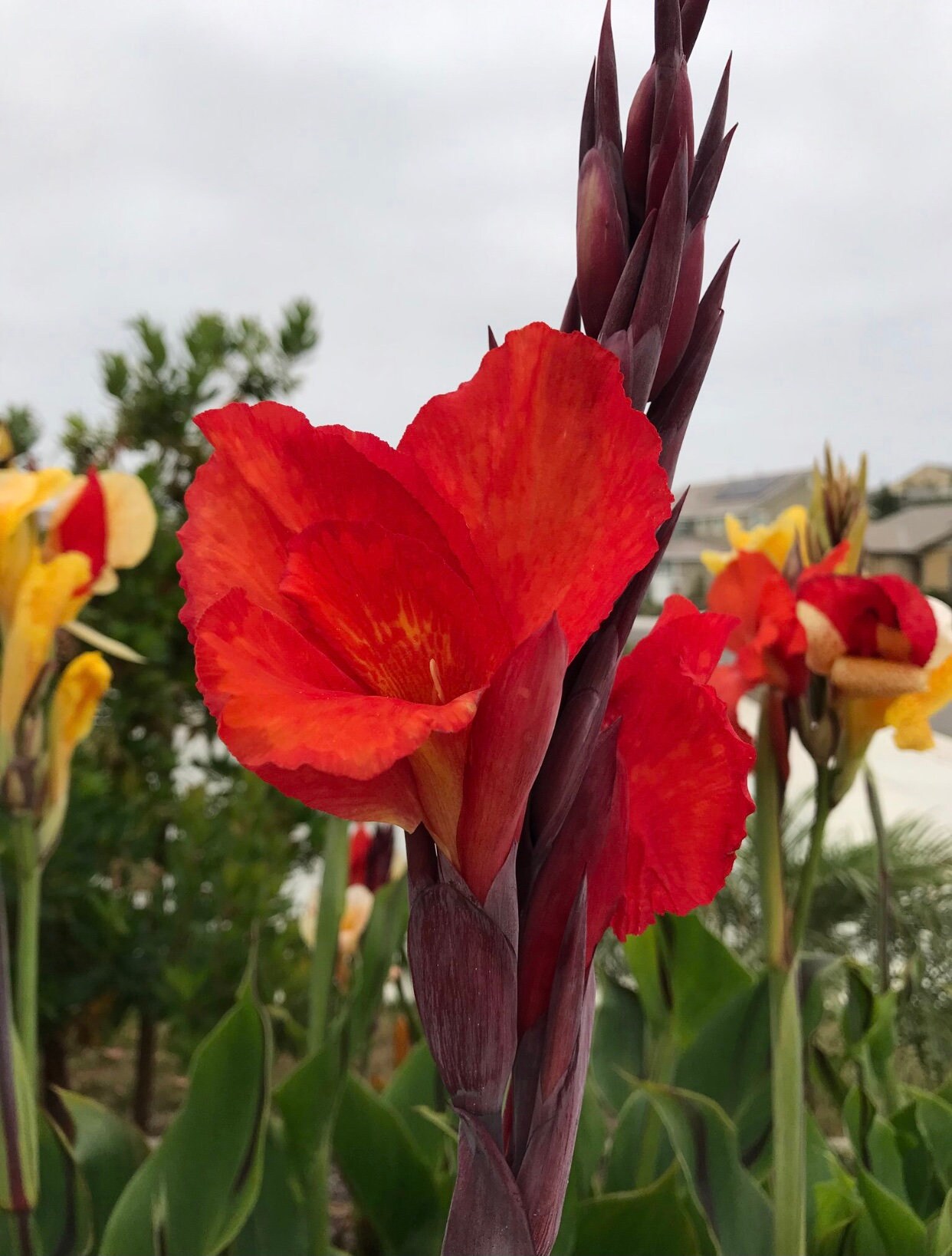 12-rhizomes - Canna Lily Cleopatra - Etsy