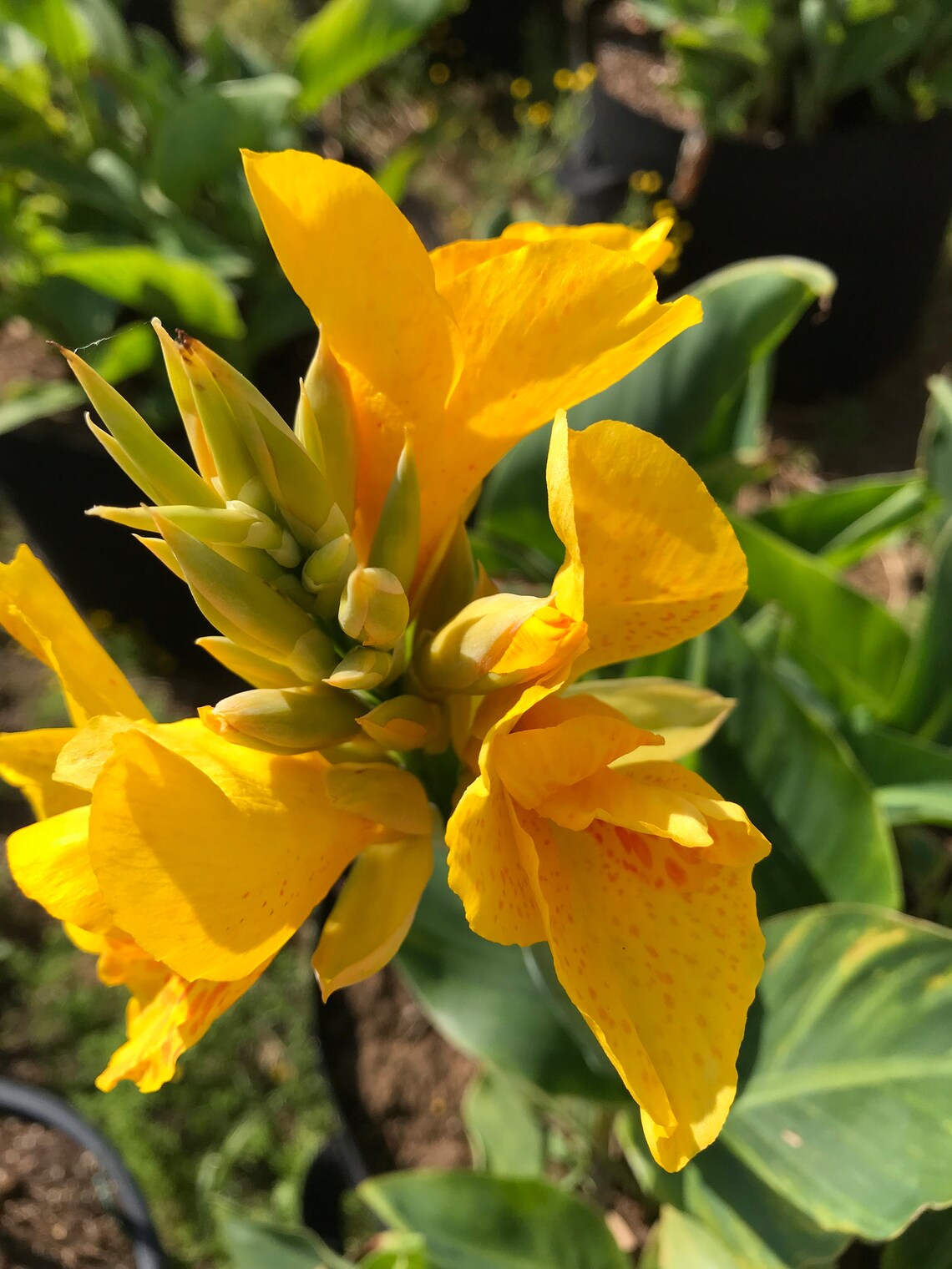 5-rhizome Canna Lily Golden Lucifer - Etsy