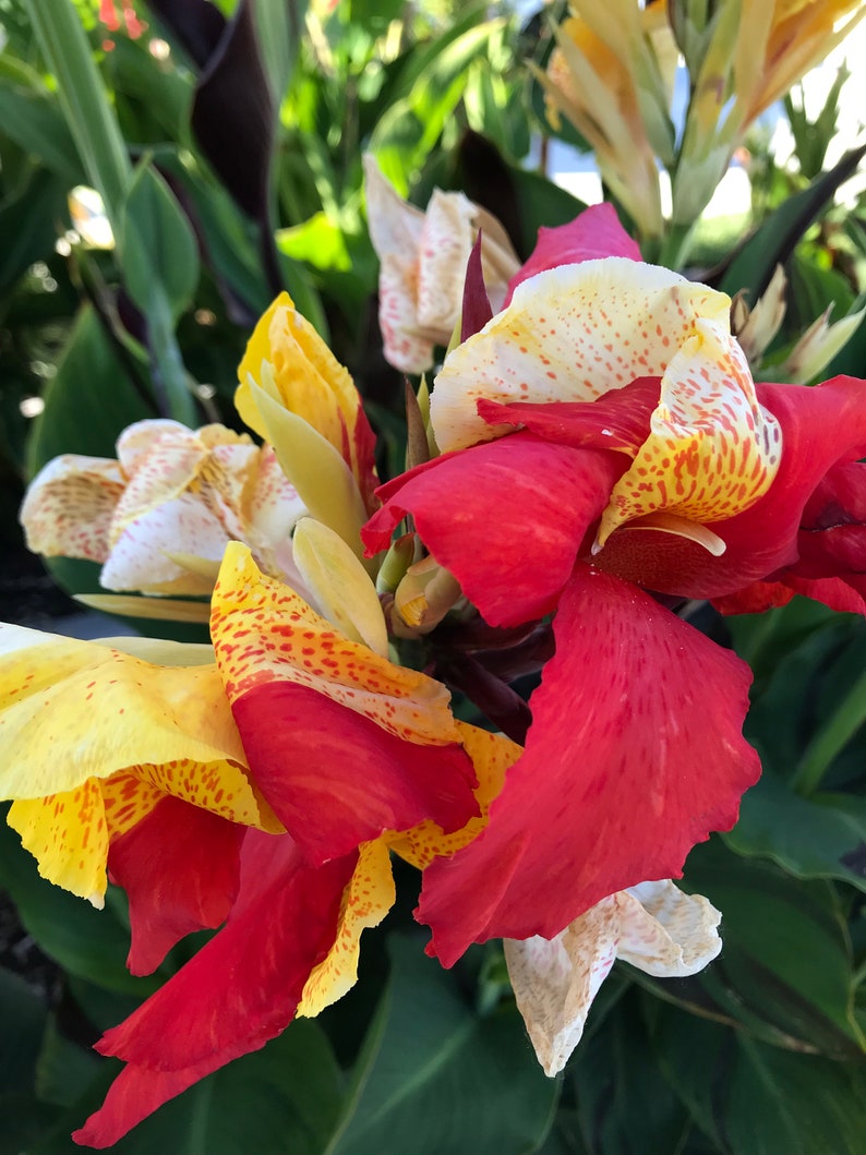 Canna Lily Cleopatra Rhizomes: Variegated Foliage, Exotic Blooms - 12 ...