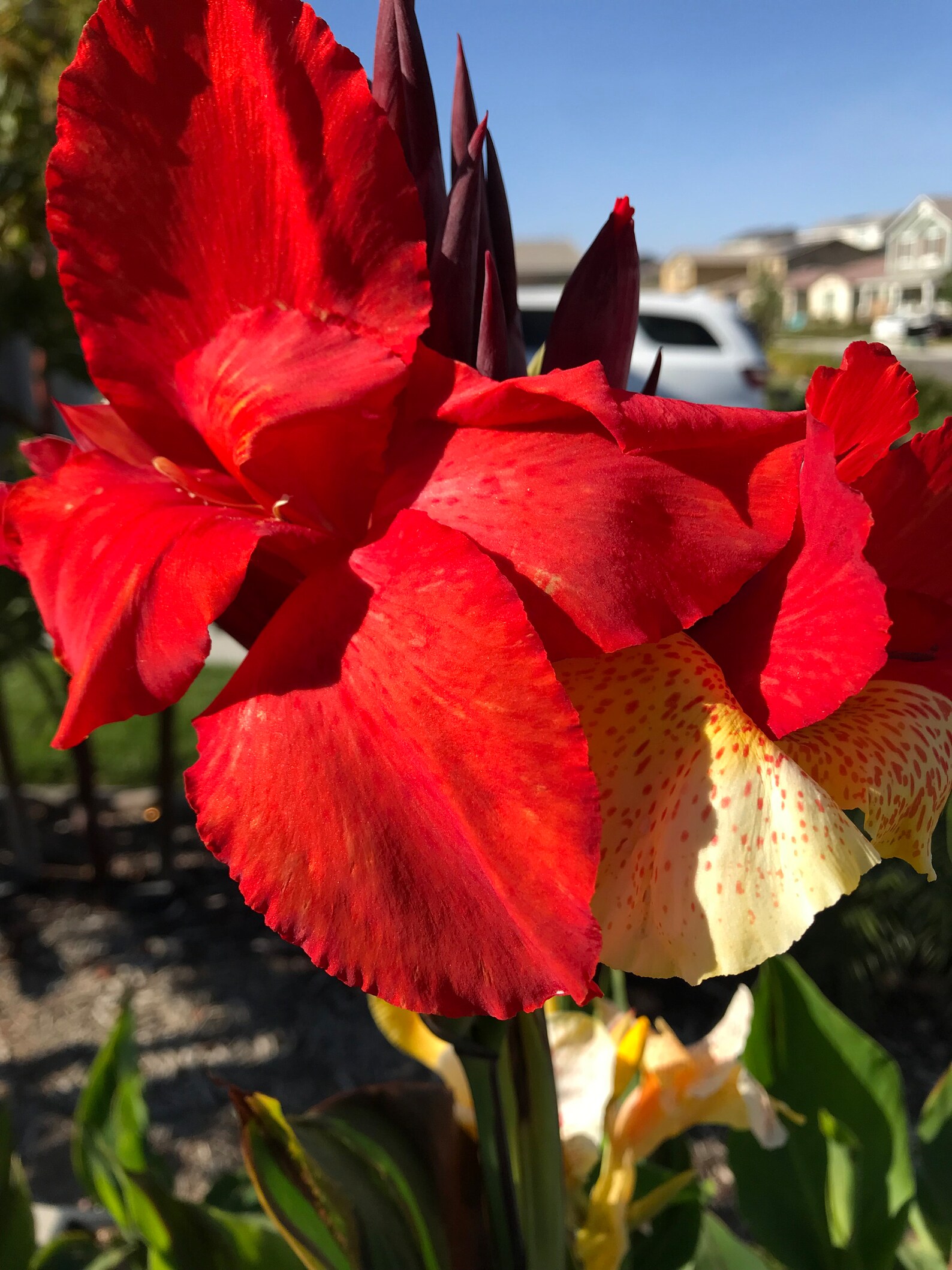 12-rhizomes - Canna Lily Cleopatra - Etsy