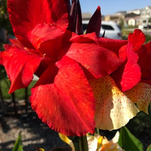 Canna Lily Cleopatra Rhizomes: Variegated Foliage, Exotic Blooms - 12 ...