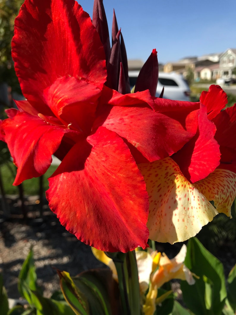 5-rhizomes Canna Lily Cleopatra - Etsy