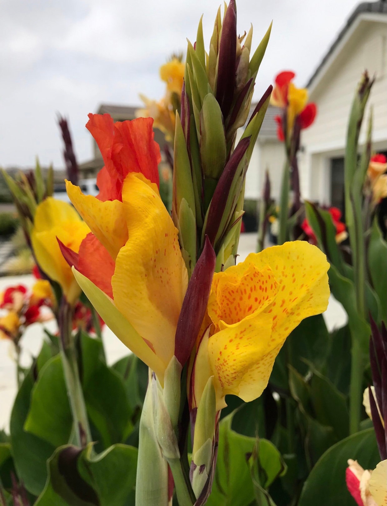 12-rhizomes - Canna Lily Cleopatra - Etsy