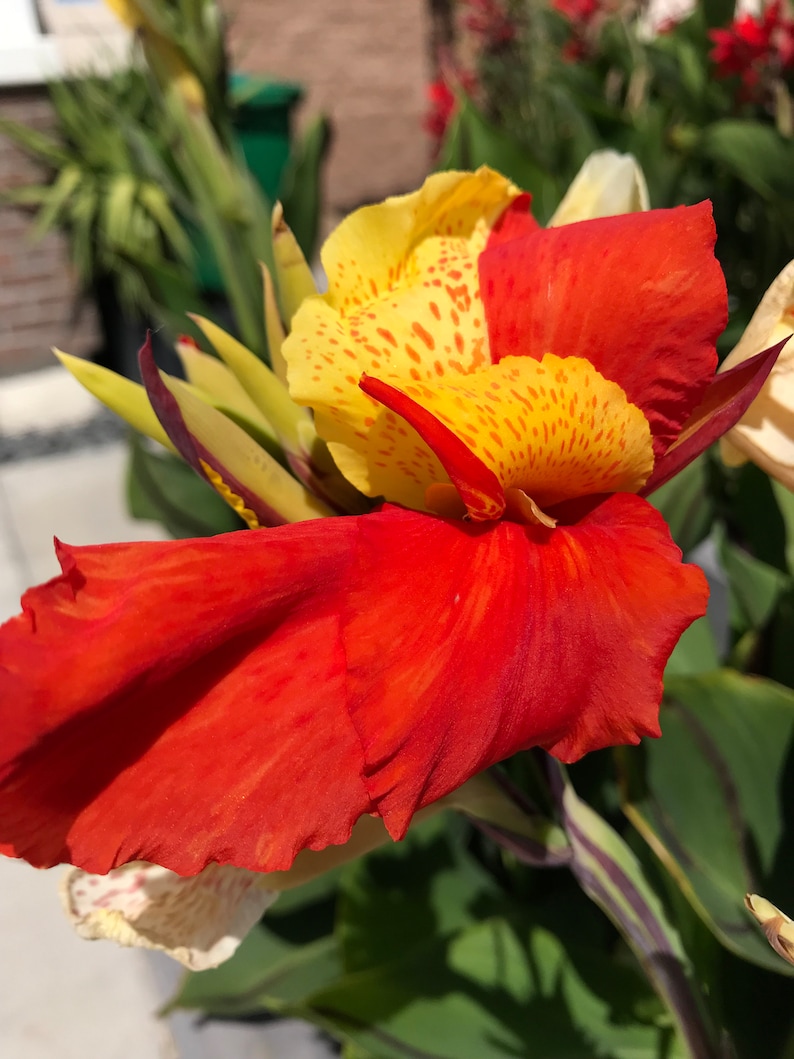 Canna Lily Cleopatra Rhizomes: Variegated Foliage, Exotic Blooms - 12 ...