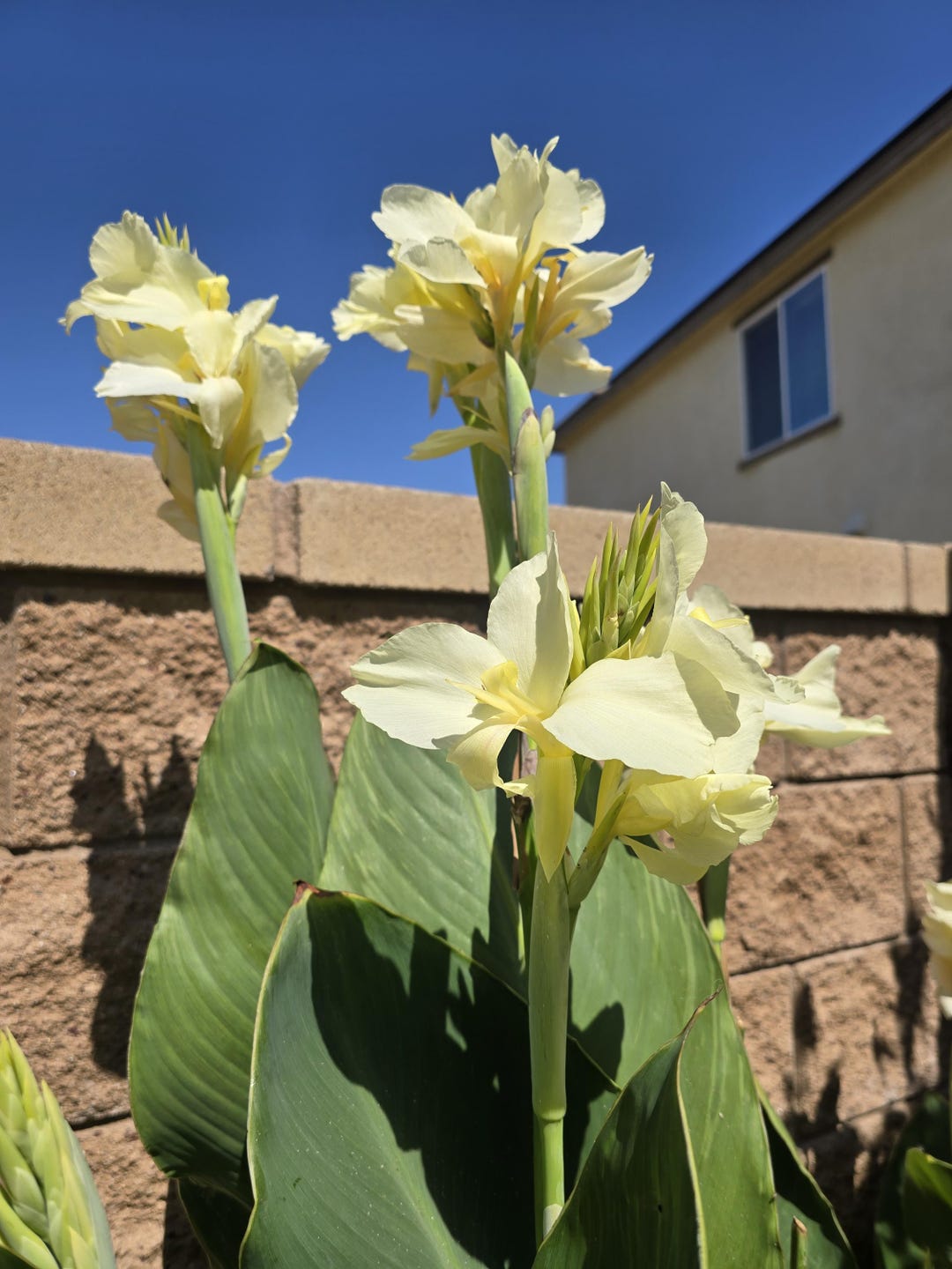Free Shipping - 1-rhizome - Canna Lily Alaska - Etsy
