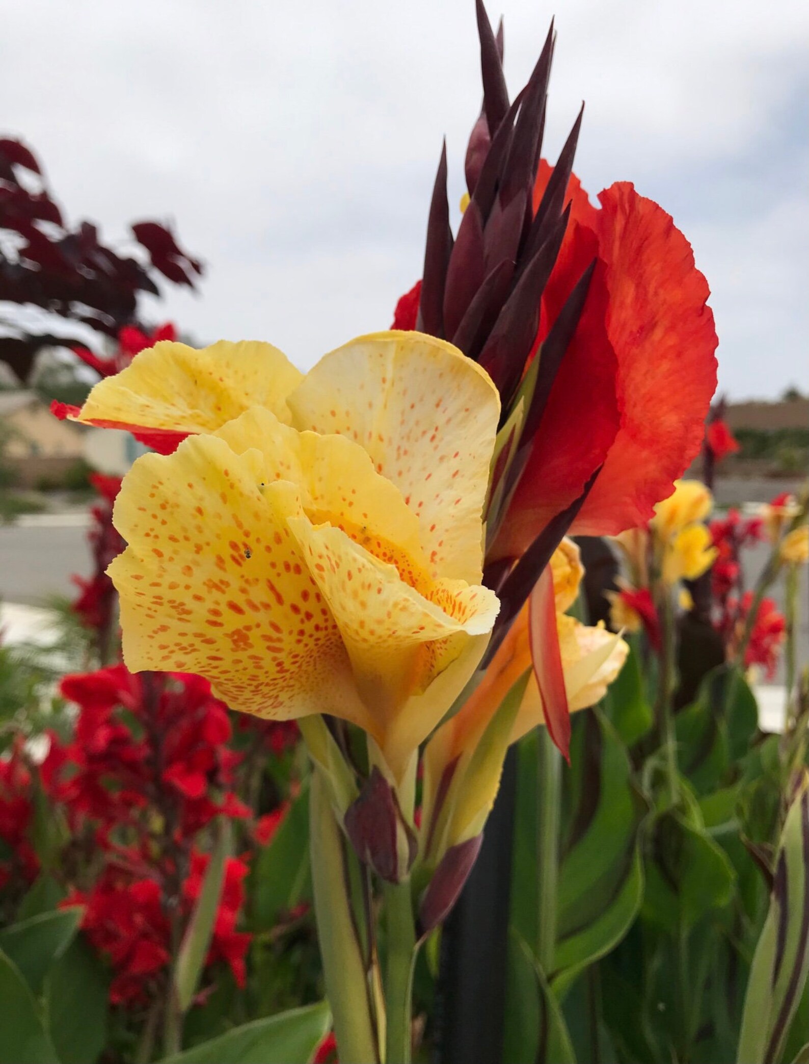 12-rhizomes - Canna Lily Cleopatra - Etsy