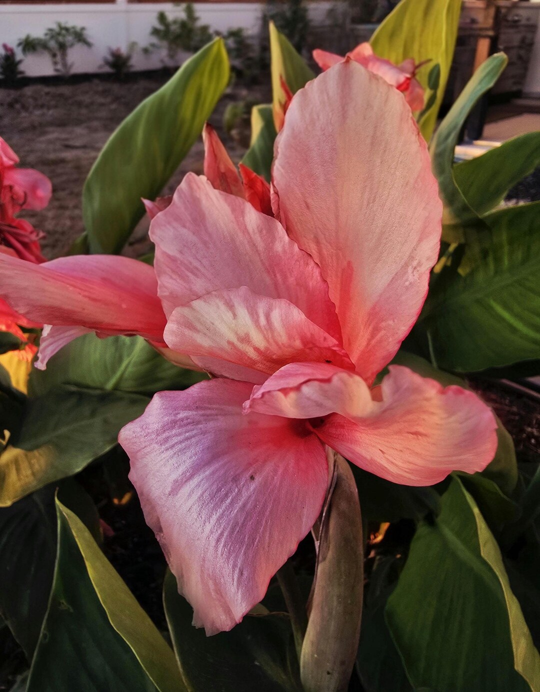 Canna Lily Chinese Coral Rhizome: Multicolored Blooms - 1-rhizome - Etsy