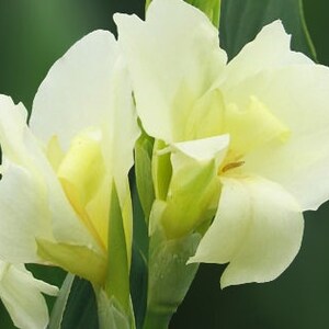 5-rhizomes Canna Lily Alaska - Etsy