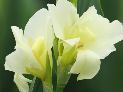 5-rhizomes Canna Lily Alaska - Etsy