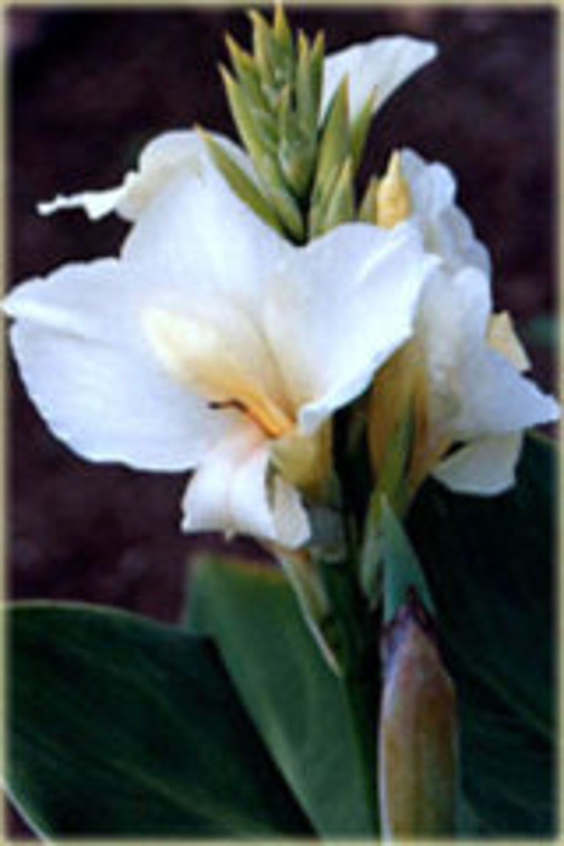 5-rhizomes Canna Lily Alaska - Etsy