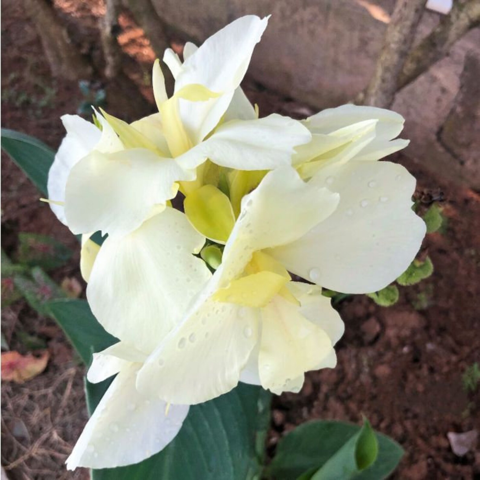 5-rhizomes Canna Lily Alaska - Etsy