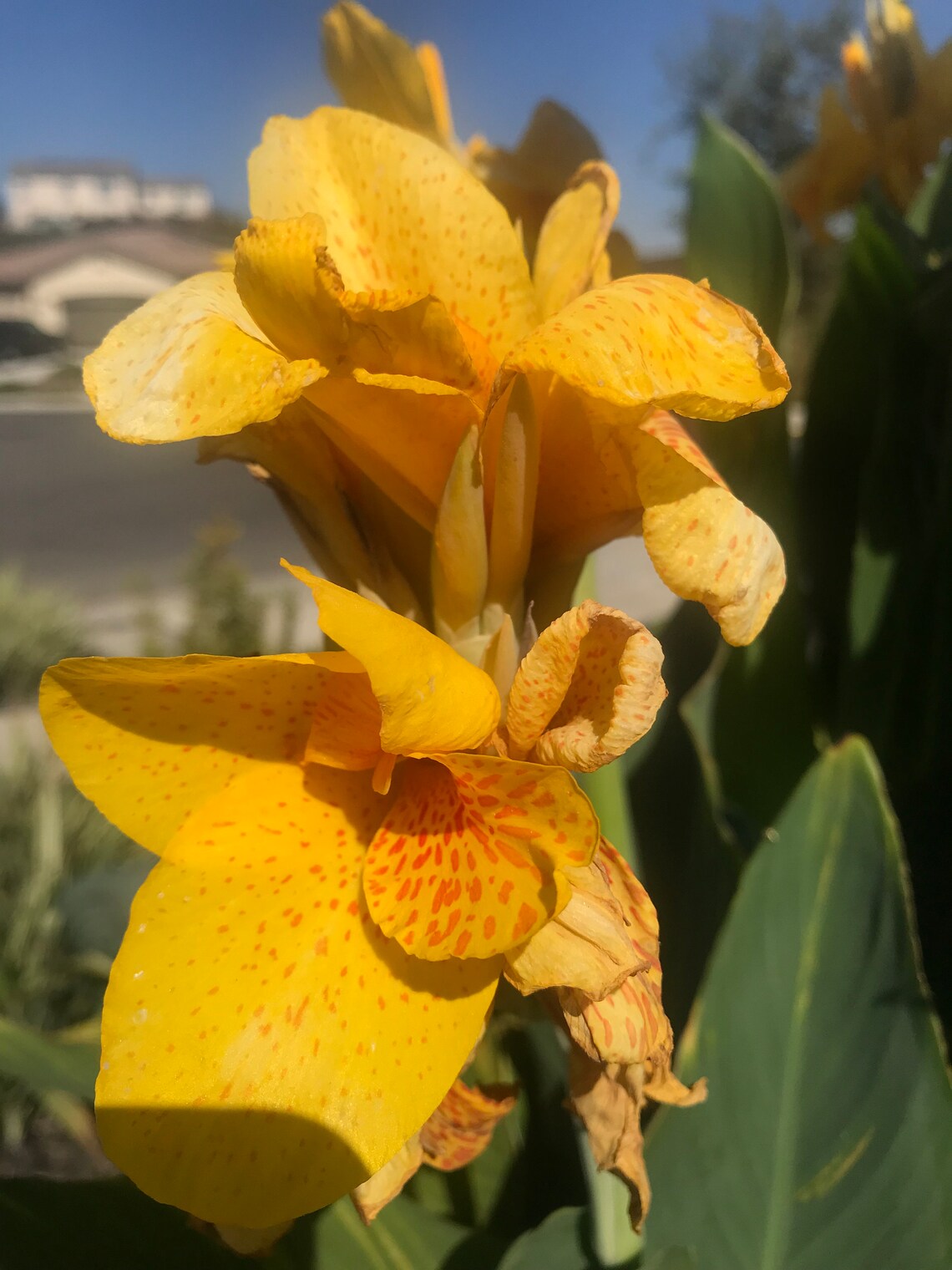 5-rhizome Canna Lily Golden Lucifer - Etsy