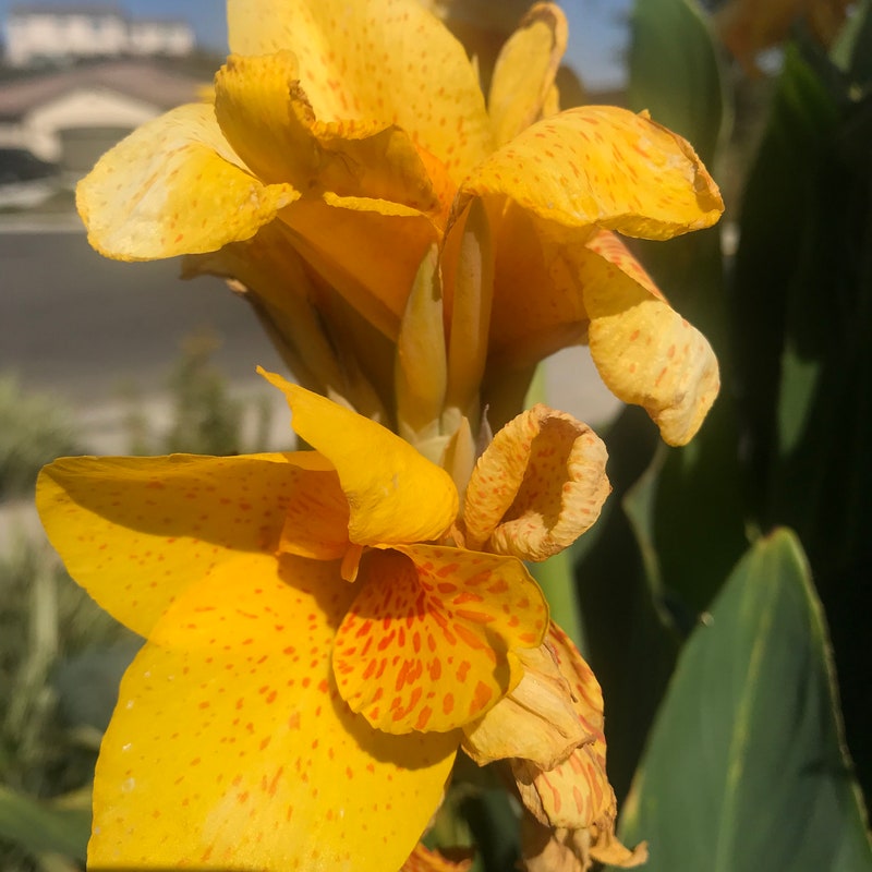 Lucifer Plant - Etsy