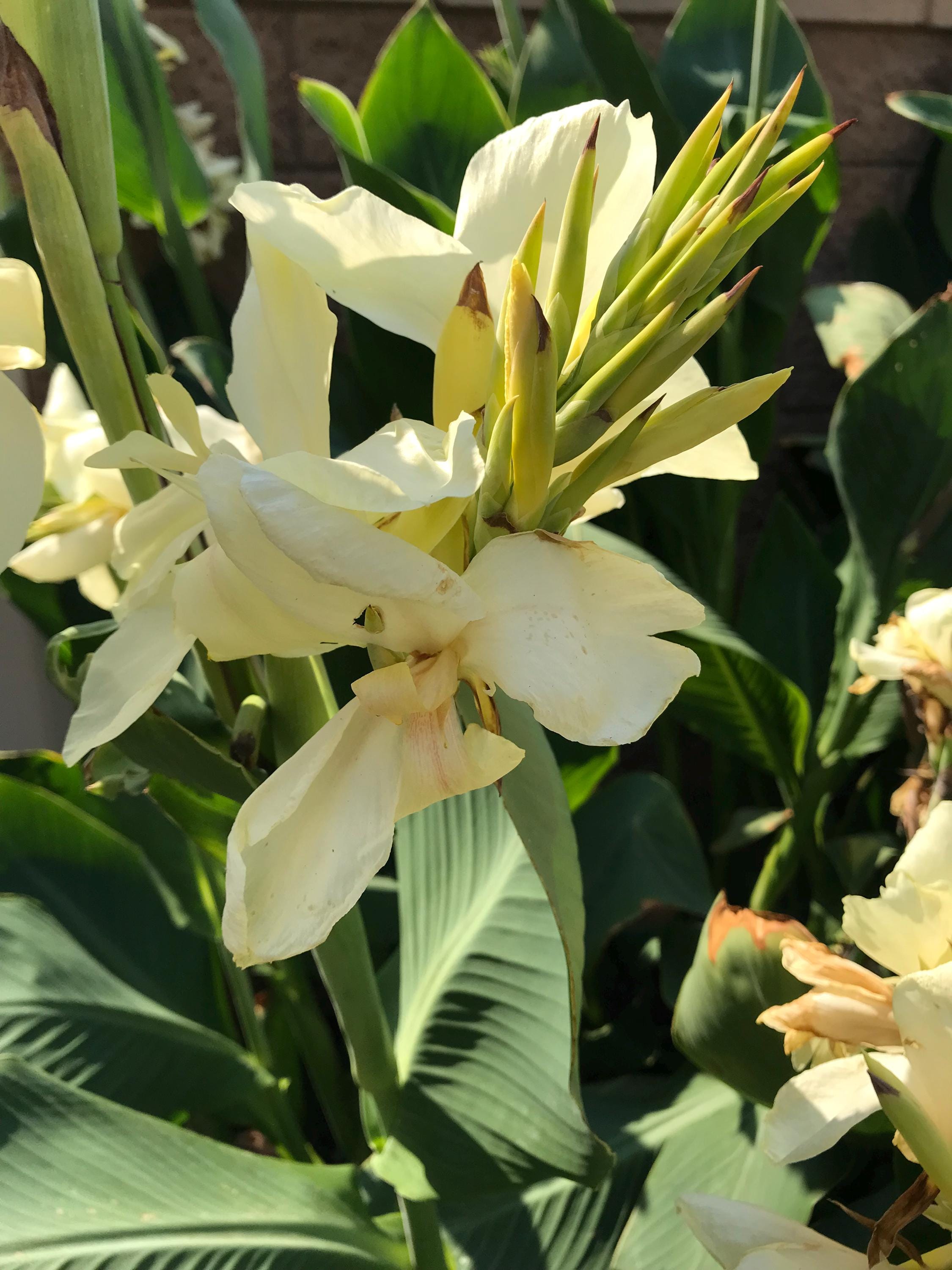 5-rhizomes Canna Lily Alaska - Etsy