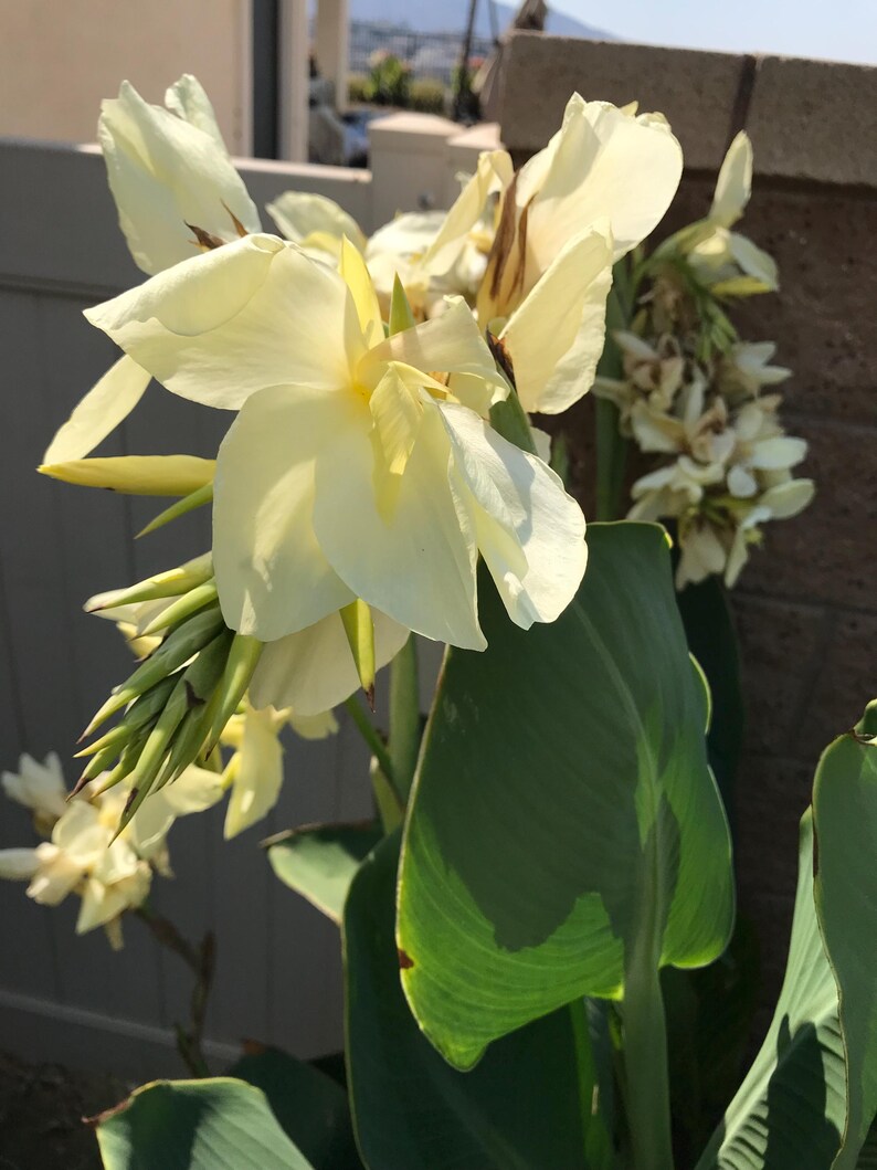 5-rhizomes Canna Lily Alaska - Etsy