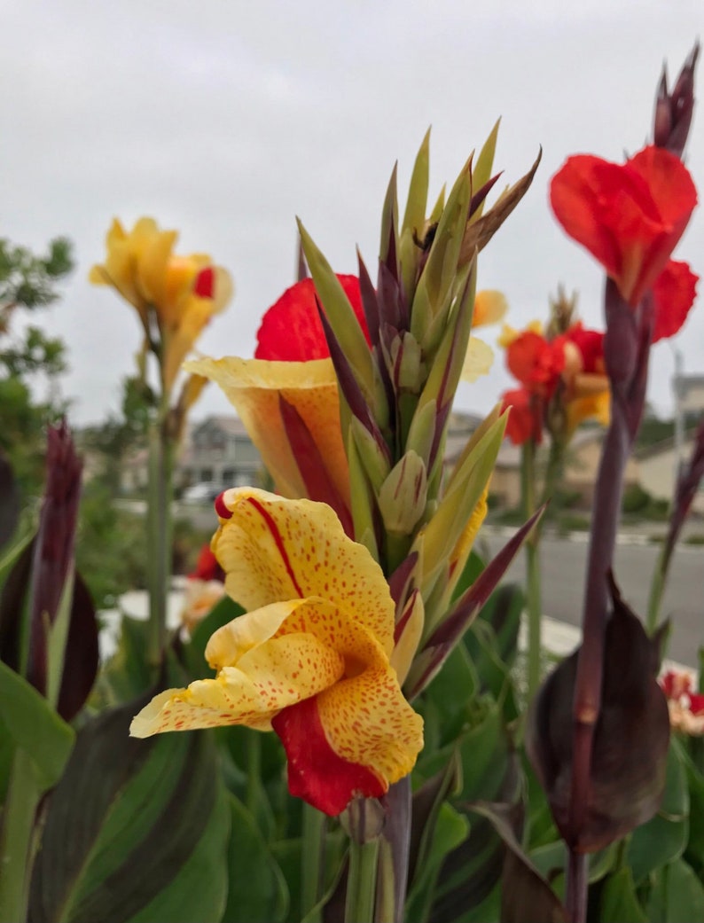 Canna Lily Cleopatra Rhizomes: Variegated Foliage, Exotic Blooms - 12 ...