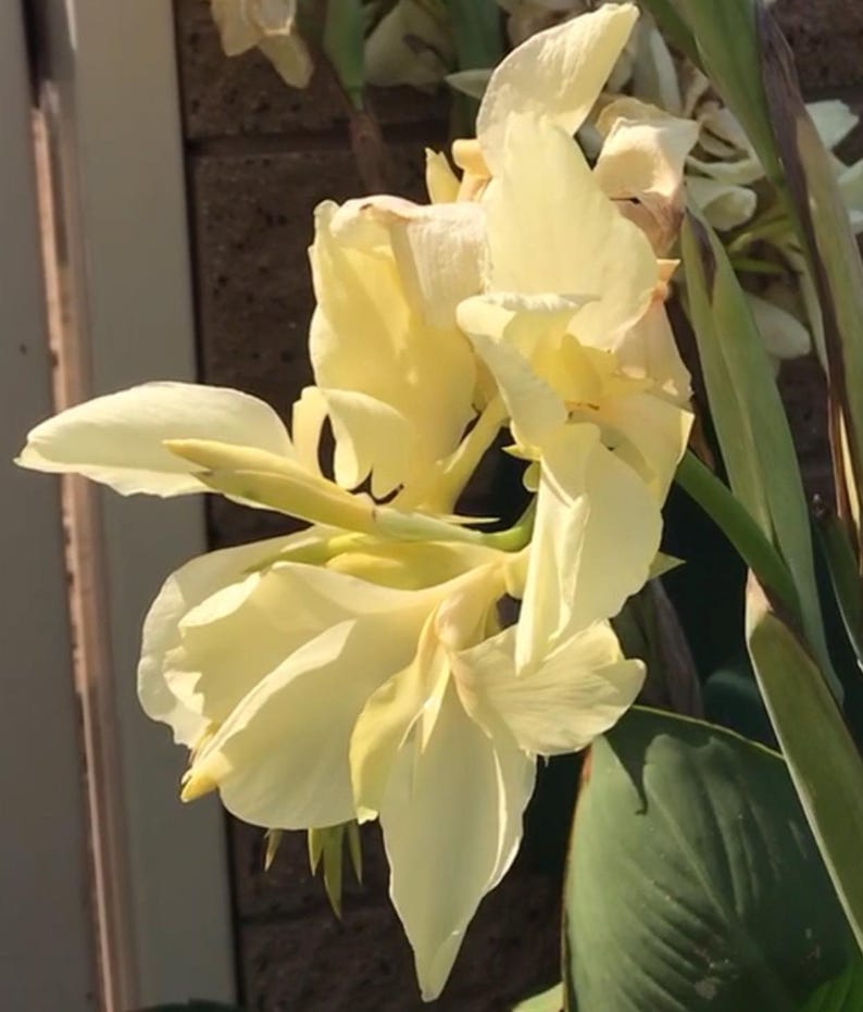 5-rhizomes Canna Lily Alaska - Etsy