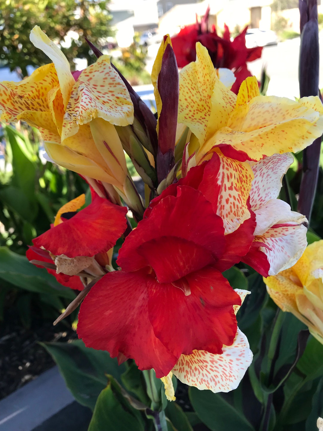 12-rhizomes - Canna Lily Cleopatra - Etsy