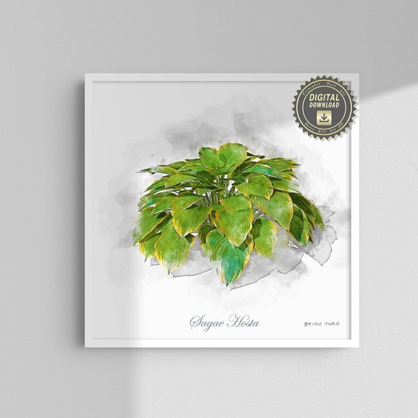 Hosta - Etsy