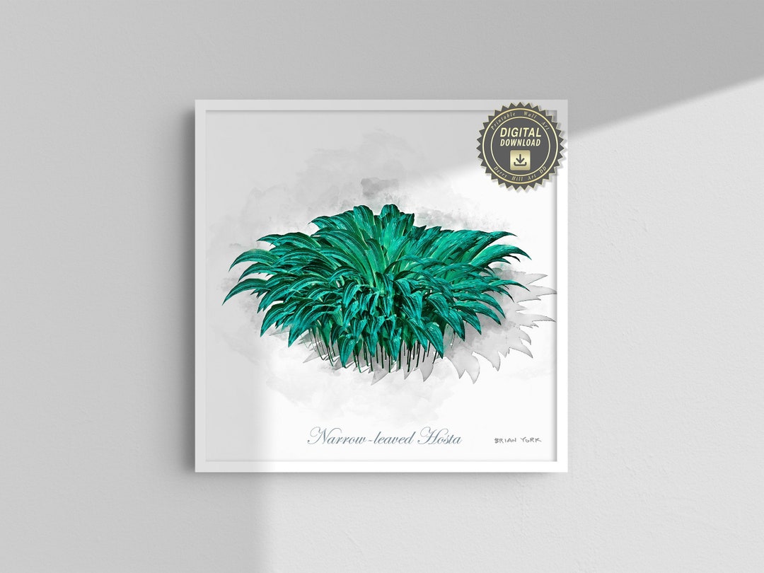 Narrow-leaved Hosta Printable Wall Art. Watercolor Style Botanical Art ...