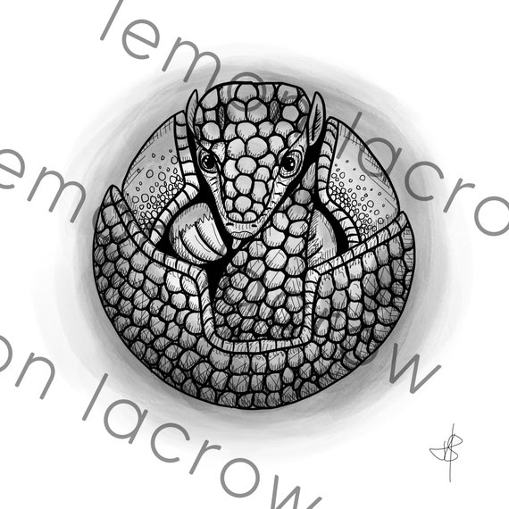 Cute Armadillo Drawing