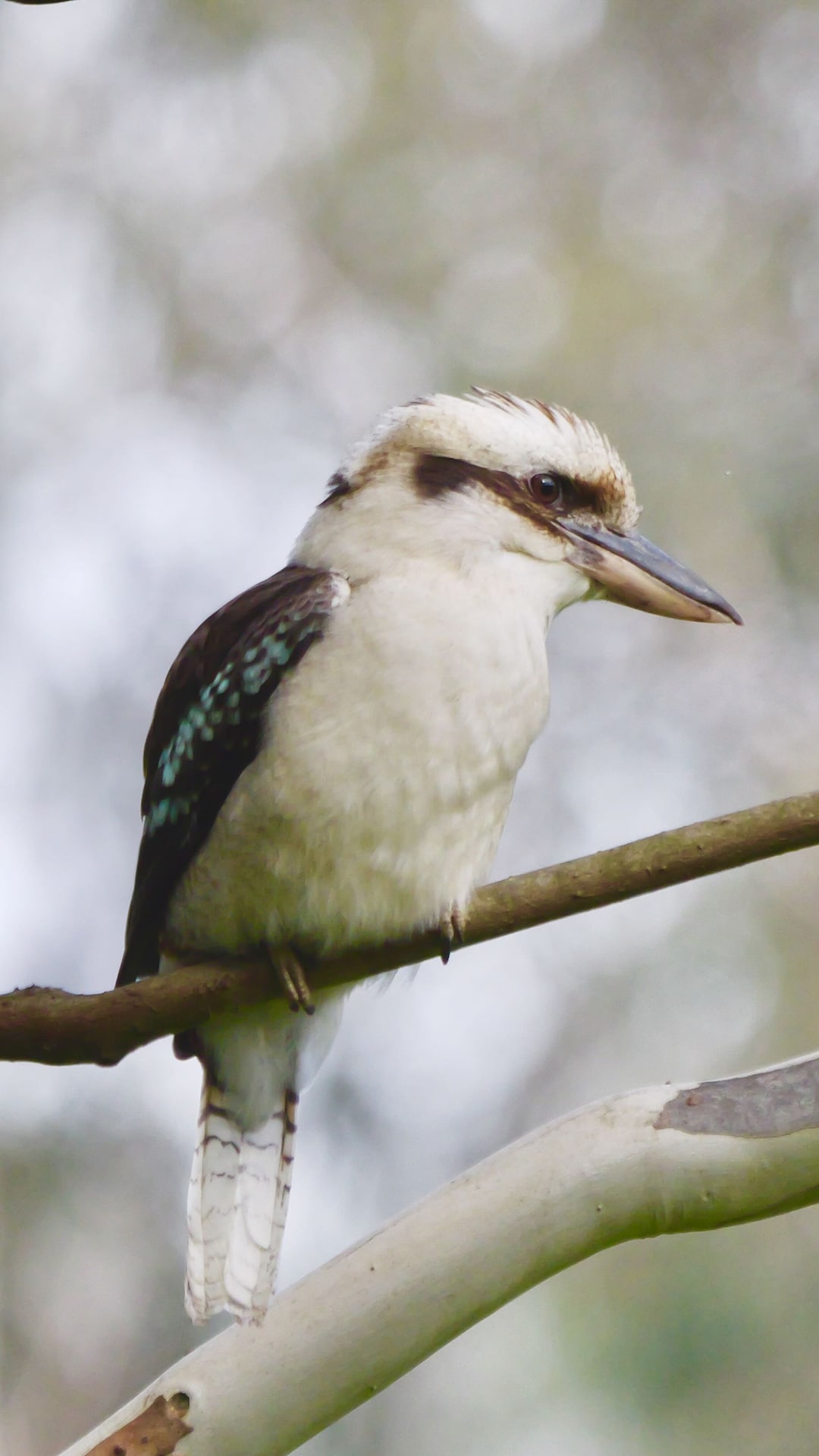 Laughing Kookaburra - Australian Bird Photography - Digital Download - Etsy