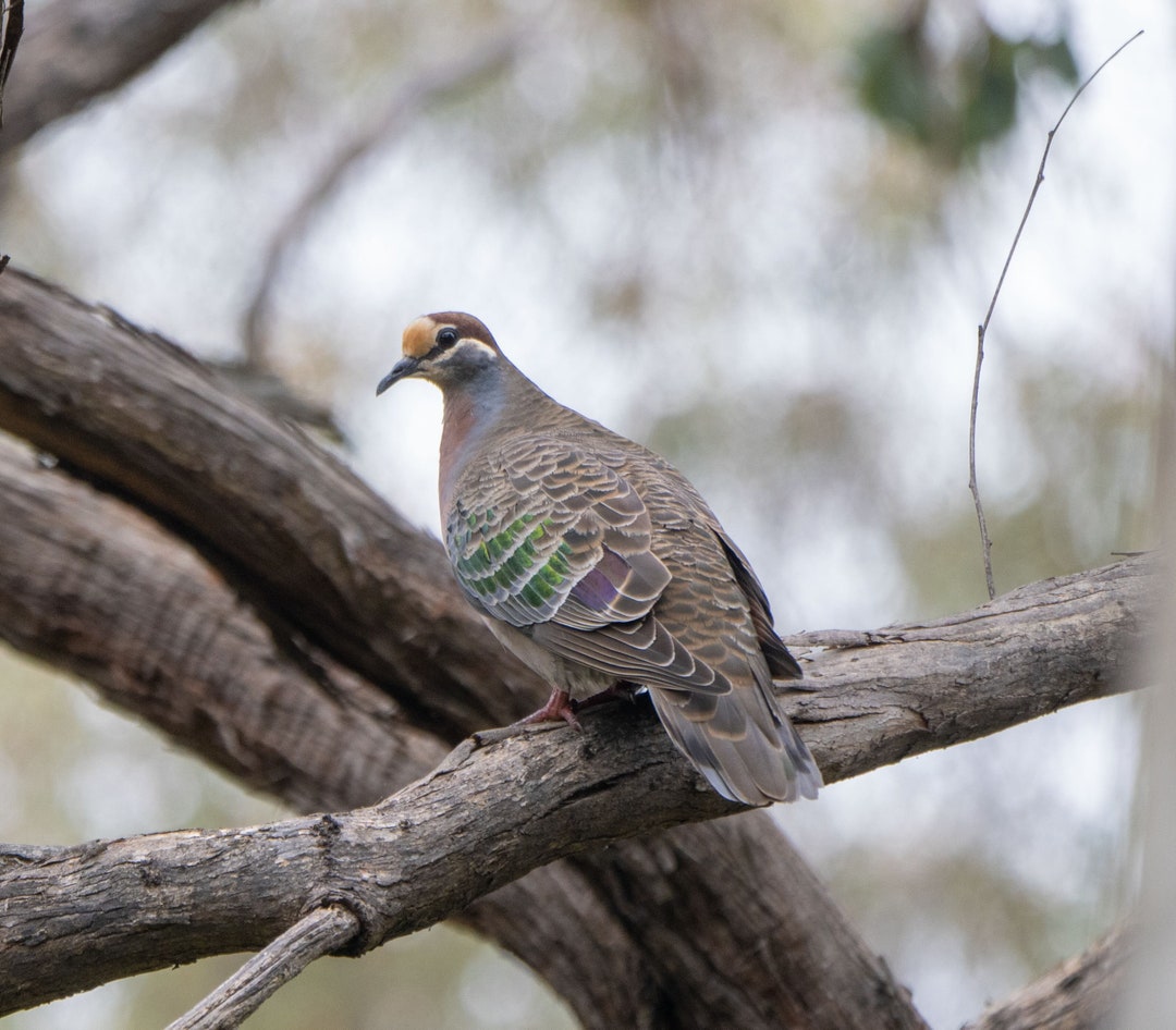 Common Bronzewing - Australian Bird Photography - Digital Download - Etsy