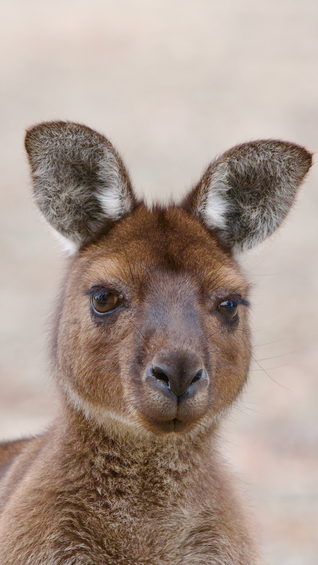 Kangaroo Island Kangaroo - Australian Animal Photography - Digital ...