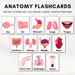 Anatomy Flash Cards, Human Body Learning, Classroom Education, Health ...