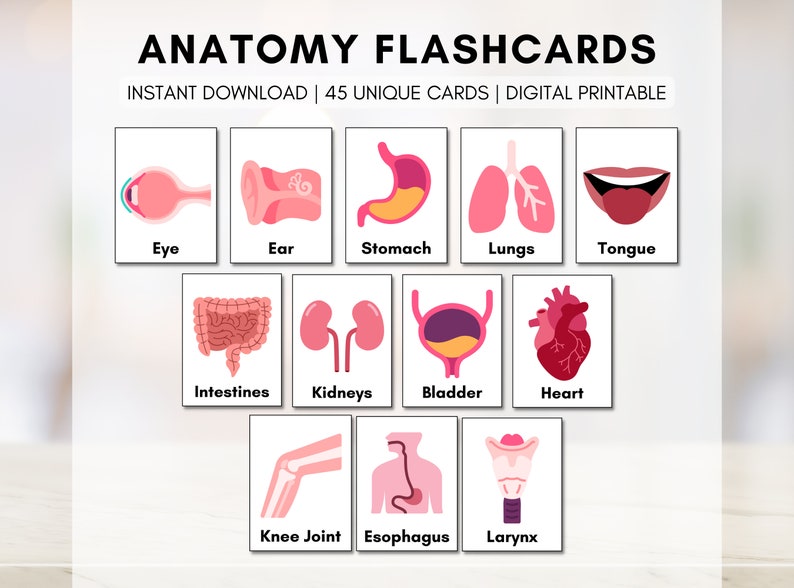 Anatomy Flash Cards, Human Body Learning, Classroom Education, Health ...