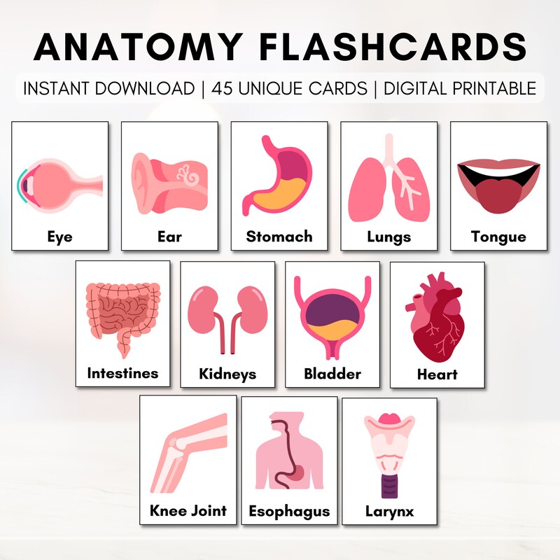 Human Anatomy Printable - Etsy