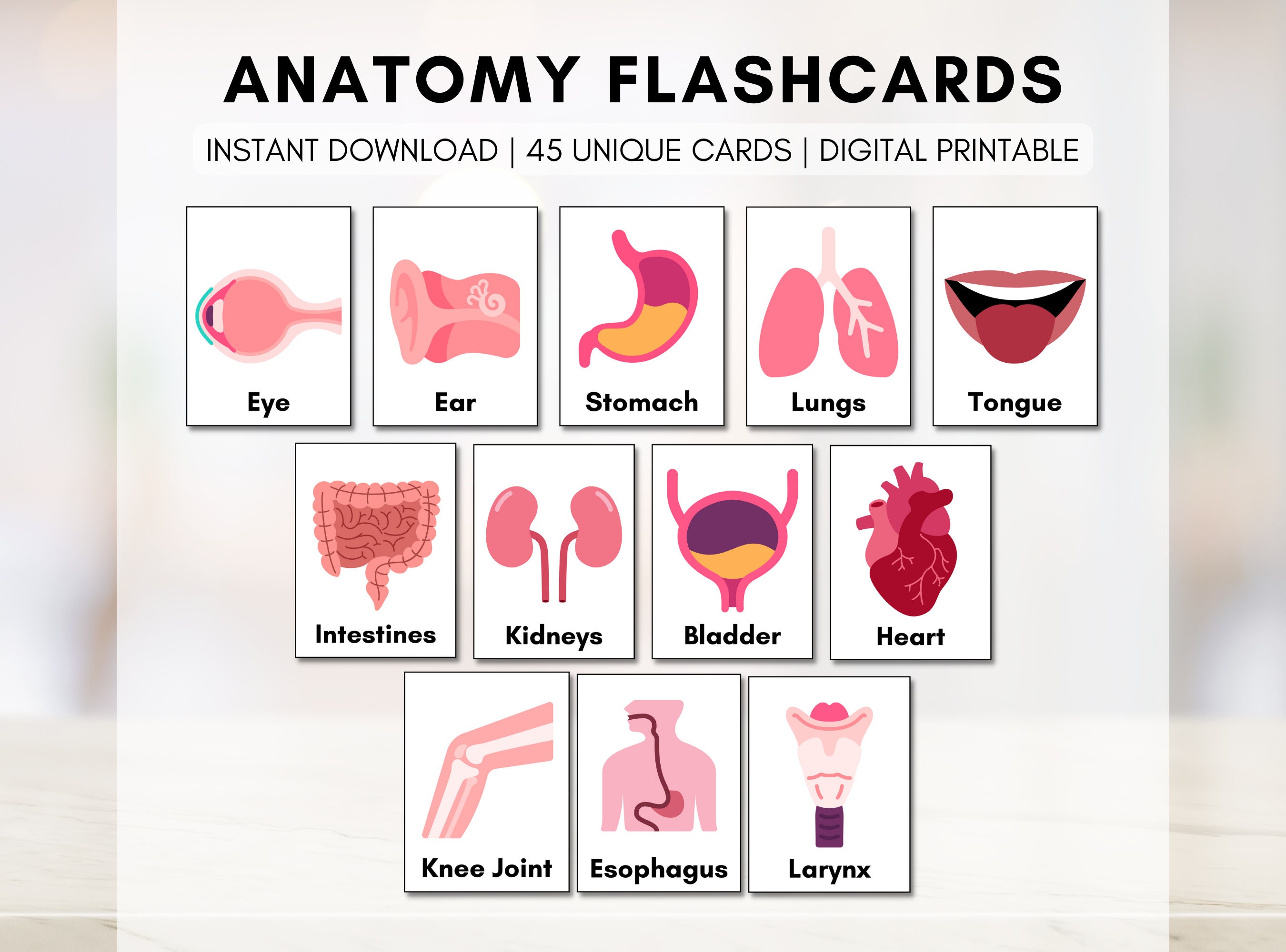 Anatomy Flash Cards, Human Body Learning, Classroom Education, Health ...