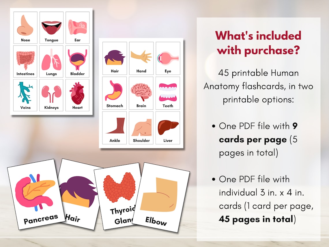 Anatomy Flash Cards, Human Body Learning, Classroom Education, Health ...