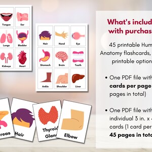 Anatomy Flash Cards, Human Body Learning, Classroom Education, Health ...
