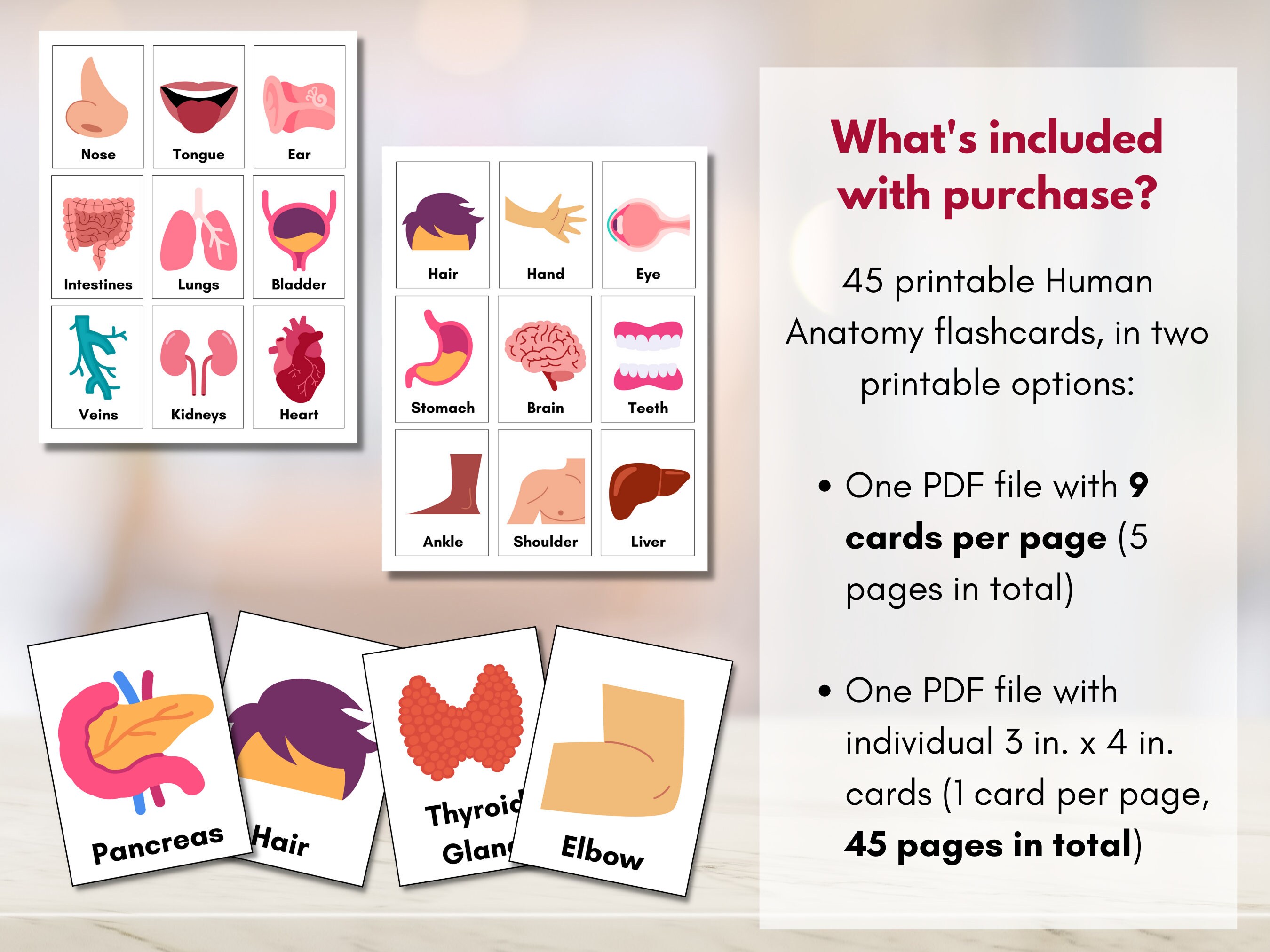 Anatomy Flash Cards, Human Body Learning, Classroom Education, Health ...