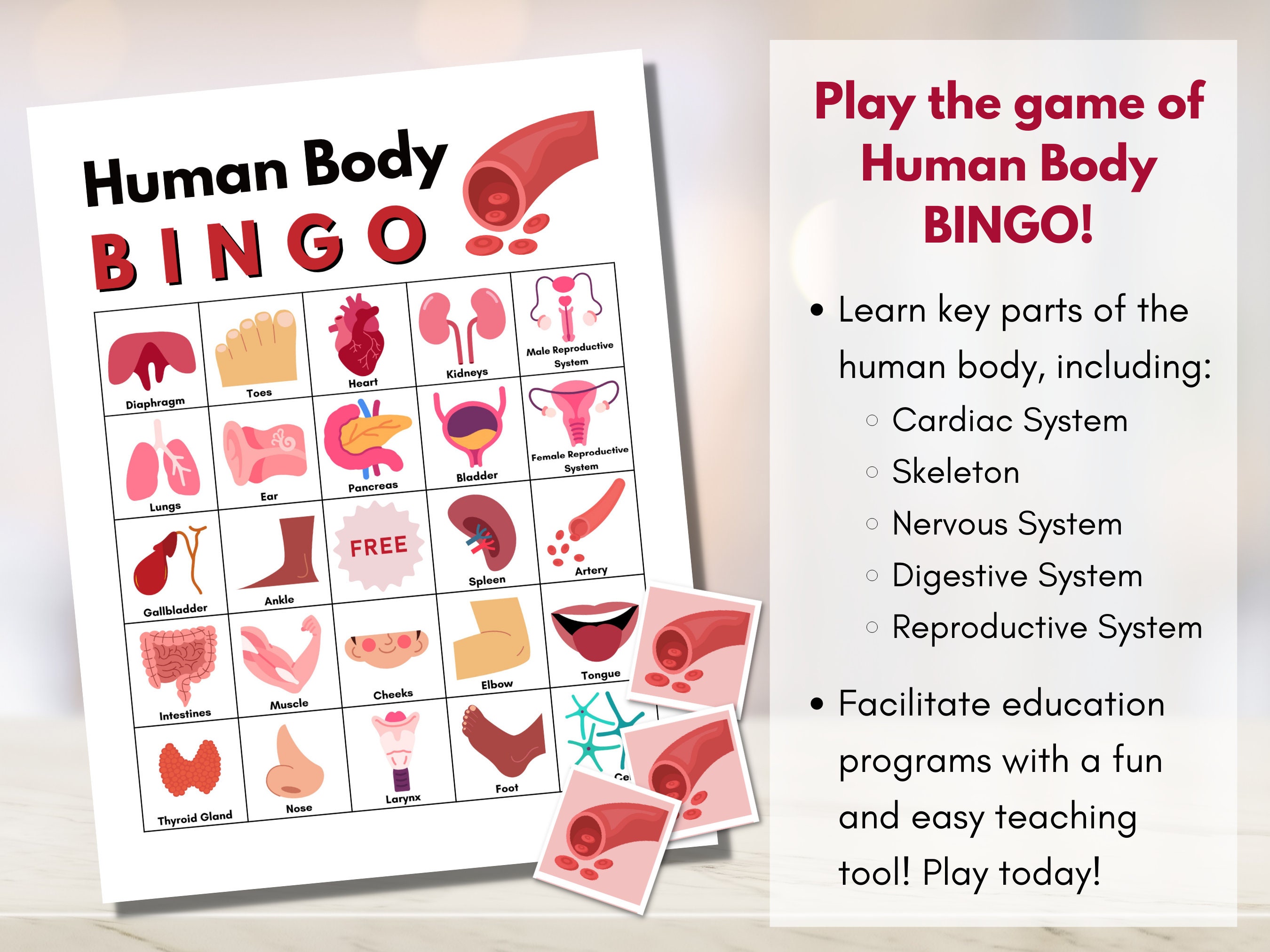 Human Body Anatomy BINGO Game Body Organs Classroom - Etsy