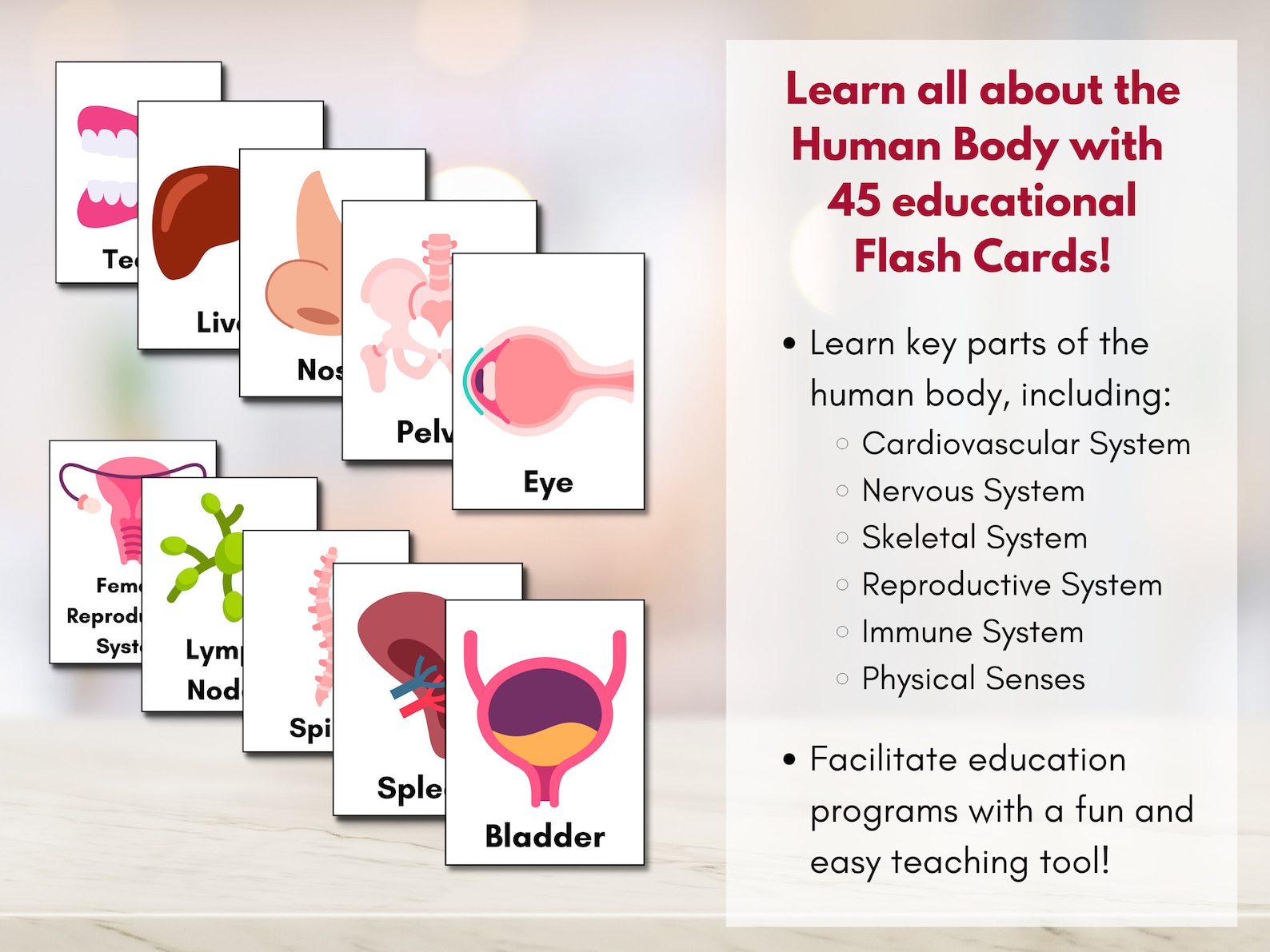 Anatomy Flash Cards, Human Body Learning, Classroom Education, Health ...